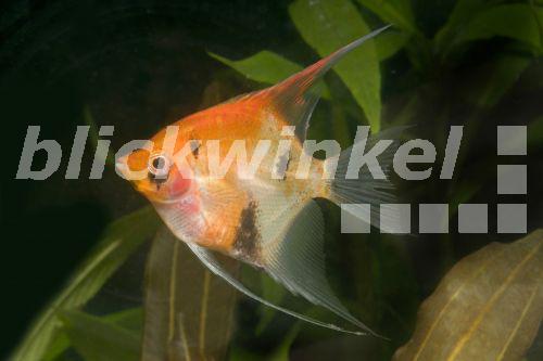 blickwinkel - Segelflosser, Skalar (Pterophyllum scalare), Zuchtform ...