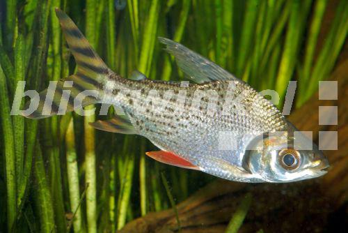 blickwinkel - Nachtsalmler, Schwanzstreifen-Salmler ...