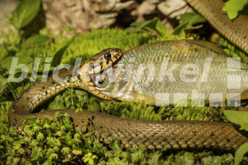 blickwinkel - Ringelnatter, Ringel-Natter (Natrix natrix), Weibchen ...