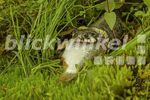 blickwinkel - Ringelnatter, Ringel-Natter (Natrix natrix), Weibchen ...