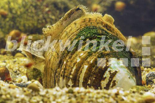 blickwinkel - Flussmuschel, Fluss-Muschel, Lampsilis fasciola ...