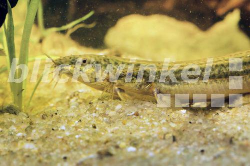 blickwinkel - Ostasiatischer Schlammpeitzger (Misgurnus ...