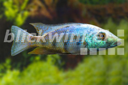 blickwinkel - Fuenffleckmaulbrueter, Fuenffleck-Maulbrueter, Rostrata ...