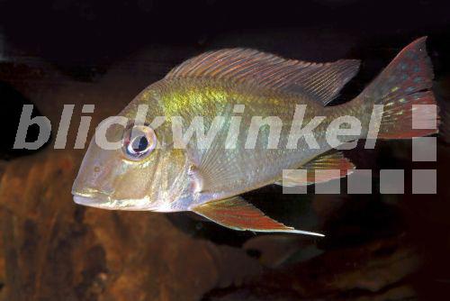blickwinkel - Surinamperlfisch, Surinam-Perlfisch (Geophagus ...