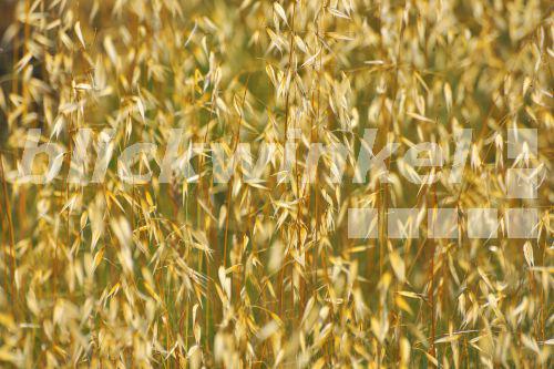 blickwinkel - Saat-Hafer, Saathafer, Hafer, Echter Hafer (Avena sativa ...