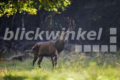 blickwinkel - Rothirsch, Rot-Hirsch, Edelhirsch, Edel-Hirsch, Rotwild ...