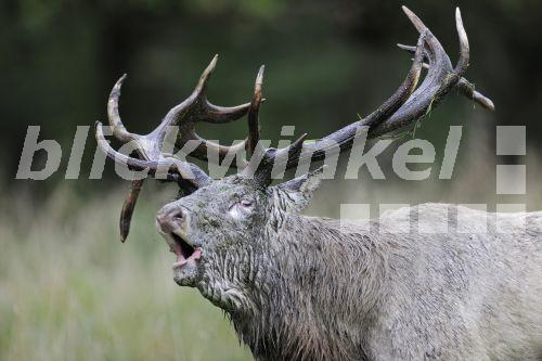 blickwinkel - Bucharahirsch (Cervus elaphus bactrianus), roehrender ...