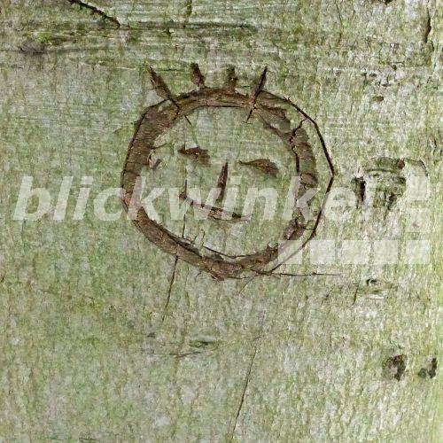 blickwinkel - Rotbuche, Rot-Buche, Buche (Fagus sylvatica), Rinde mit ...