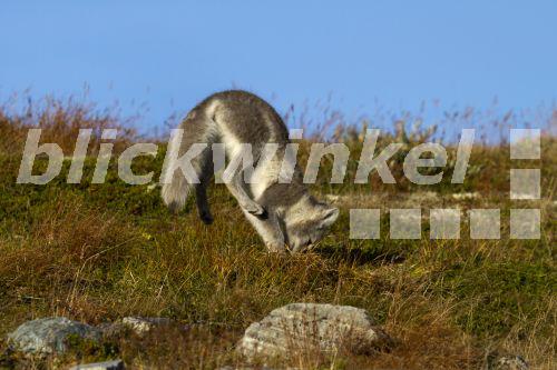 blickwinkel - Eisfuchs, Eis-Fuchs, Polarfuchs, Polar-Fuchs, Weissfuchs ...