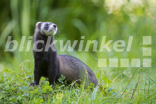 blickwinkel - Europaeischer Iltis, Waldiltis, Wald-Iltis (Mustela ...