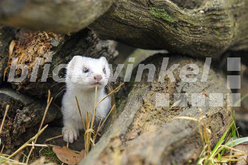 blickwinkel - Hermelin, Grosses Wiesel, Grosswiesel, Gross-Wiesel ...