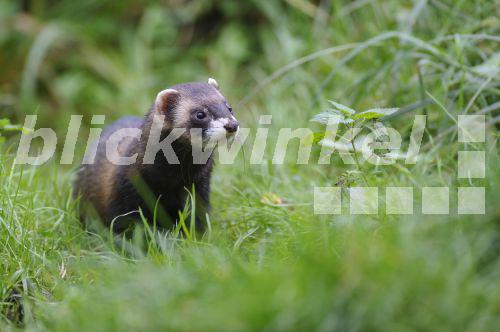 blickwinkel - Europaeischer Iltis, Waldiltis, Wald-Iltis (Mustela ...