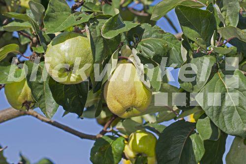 blickwinkel - Echte Quitte (Cydonia oblonga), reife Fruechte am Baum ...