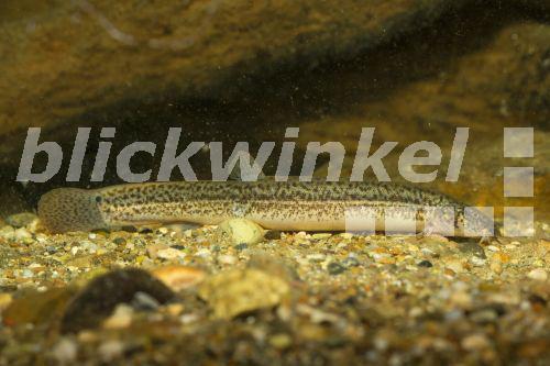 blickwinkel - Ostasiatischer Schlammpeitzger (Misgurnus ...