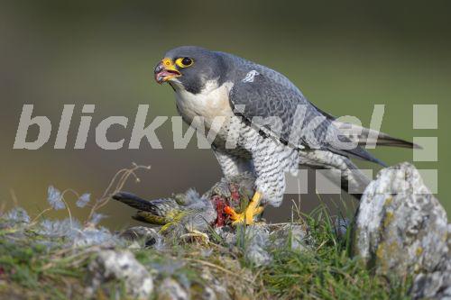 blickwinkel - Wanderfalke, Wander-Falke (Falco peregrinus), am ...