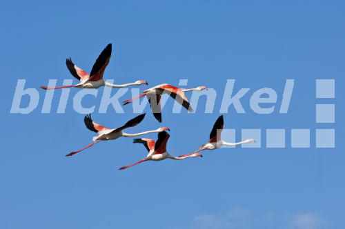blickwinkel - Rosaflamingo, Rosa Flamingo (Phoenicopterus roseus ...