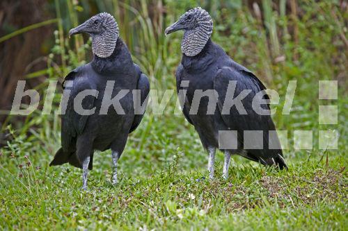 blickwinkel - Truthahngeier, Truthahn-Geier (Cathartes aura), zwei ...