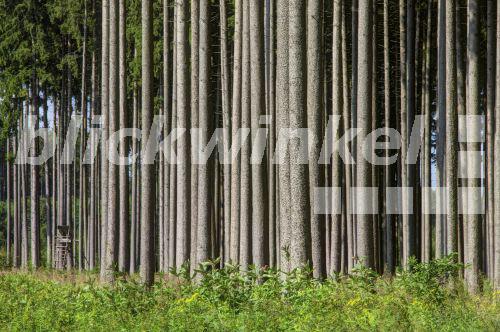 blickwinkel - Gemeine Fichte, Gewoehnliche Fichte (Picea abies), dicht ...
