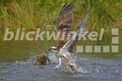 blickwinkel - Fischadler, Fisch-Adler (Pandion haliaetus), ein aus dem ...