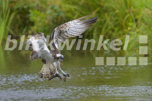 blickwinkel - Fischadler, Fisch-Adler (Pandion haliaetus), aus dem ...