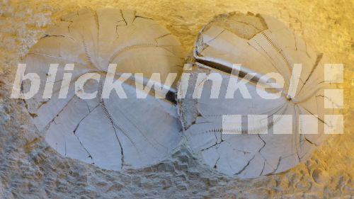 blickwinkel - Seeigel, See-Igel, Hemipneustes oculatus (Hemipneustes ...