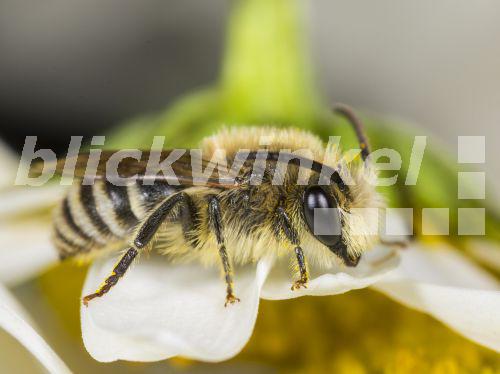 blickwinkel - Seidenbiene, Seiden-Biene, Colletes similis (Colletes ...