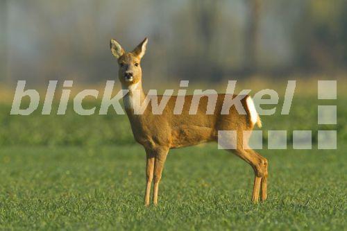 blickwinkel - Europaeisches Reh (Capreolus capreolus), steht in einer ...