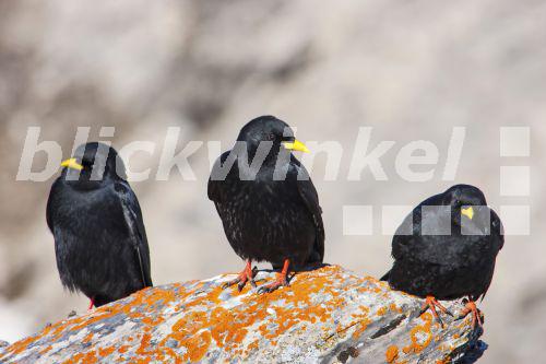 blickwinkel - Alpendohle, Alpen-Dohle, Bergdohle, Berg-Dohle, Jochdohle ...