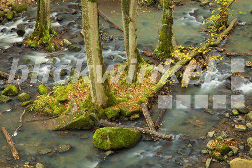 blickwinkel - Holzbach im Holzbachtal, Deutschland, Rheinland-Pfalz ...
