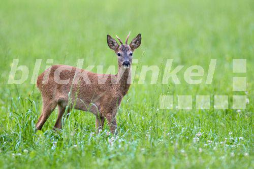blickwinkel - Europaeisches Reh (Capreolus capreolus), junger Rehbock ...