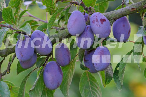 blickwinkel - Pflaume, Pflaumenbaum, Zwetschge, Zwetschgenbaum (Prunus ...