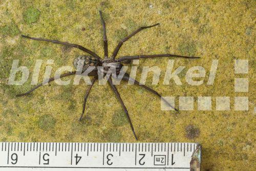 blickwinkel - Grosse Hauswinkelspinne (Tegenaria gigantea, Tegenaria ...