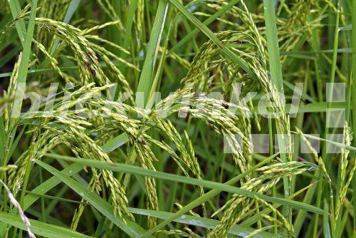 blickwinkel - Reis (Oryza sativa), Reis-Rispen, Thailand - common rice ...