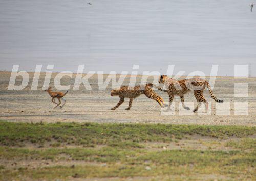 blickwinkel - Gepard (Acinonyx jubatus), zwei Geparden jagen eine ...