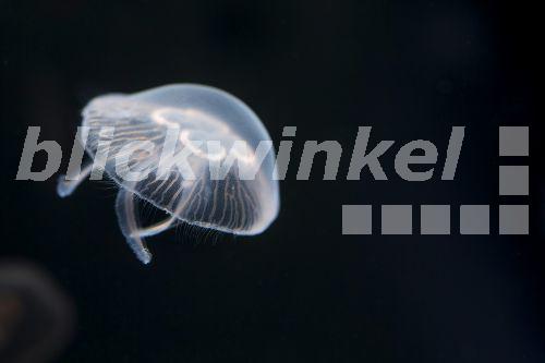 blickwinkel - Ohrenqualle, Ohren-Qualle (Aurelia aurita), beleuchtet ...
