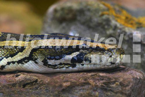 blickwinkel - Dunkler Tigerpython (Python molurus bivittatus), Portraet ...
