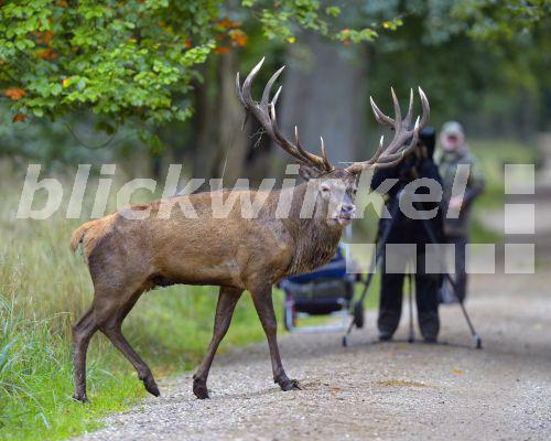 blickwinkel - Rothirsch, Rot-Hirsch, Edelhirsch, Edel-Hirsch, Rotwild ...