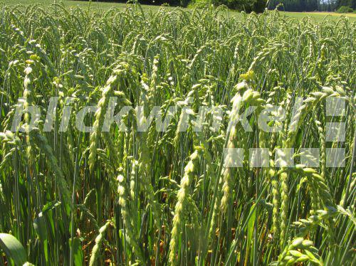 blickwinkel - Dinkel, Spelz (Triticum spelta), Dinkelacker, Deutschland ...