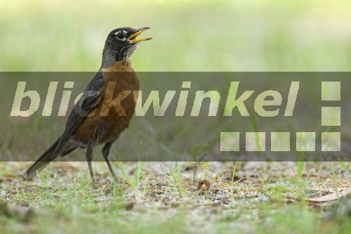 blickwinkel - Wanderdrossel, Wander-Drossel (Turdus migratorius), sitzt ...