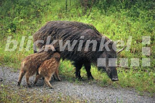 blickwinkel - Wildschwein, Wild-Schwein, Schwarzwild (Sus scrofa ...