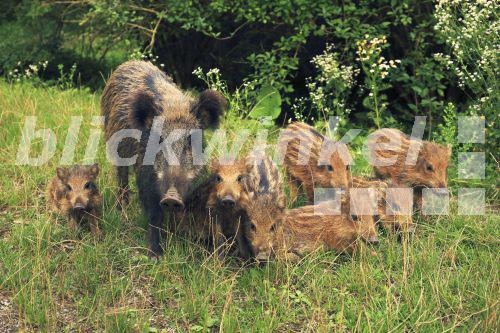 blickwinkel - Wildschwein, Wild-Schwein, Schwarzwild (Sus scrofa ...