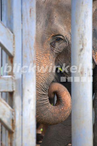 blickwinkel - Asiatischer Elefant (Elephas maximus), hinter Gittern, Thailand, Elephant Nature ...