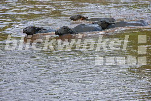 blickwinkel - Asiatischer Bueffel, Asiatischer Wasserbueffel ...