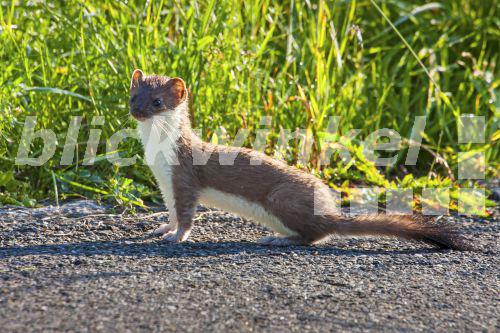 blickwinkel - Hermelin, Grosses Wiesel, Grosswiesel, Gross-Wiesel ...