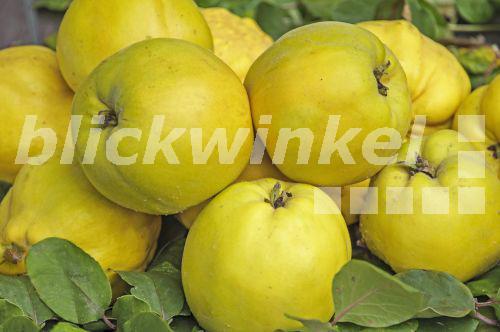 blickwinkel - Apfel-Quitte, Apfelquitte, Quitte (Cydonia oblonga ...