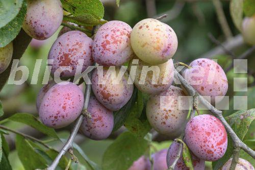 blickwinkel - Pflaume, Pflaumenbaum, Zwetschge, Zwetschgenbaum (Prunus ...