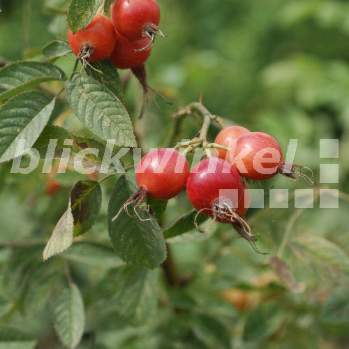 blickwinkel - Apfelrose, Apfel-Rose (Rosa villosa), Fruechte am Strauch ...