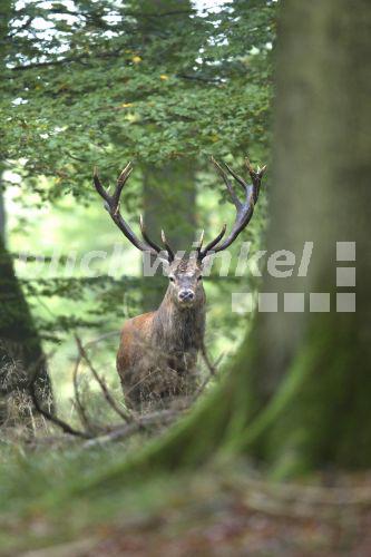 blickwinkel - Rothirsch, Rot-Hirsch, Edelhirsch, Edel-Hirsch, Rotwild ...
