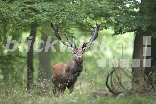 blickwinkel - Rothirsch, Rot-Hirsch, Edelhirsch, Edel-Hirsch, Rotwild ...
