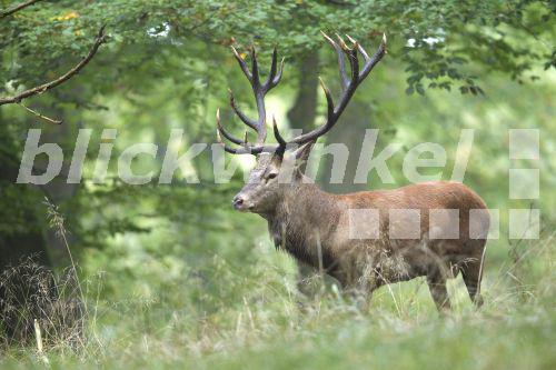 blickwinkel - Rothirsch, Rot-Hirsch, Edelhirsch, Edel-Hirsch, Rotwild ...